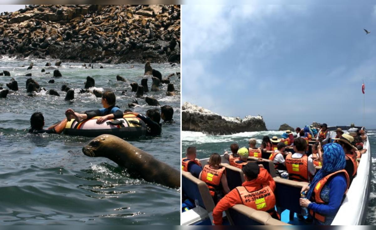 El único lugar en Perú donde puedes nadar con lobos marinos: ¿dónde y ...