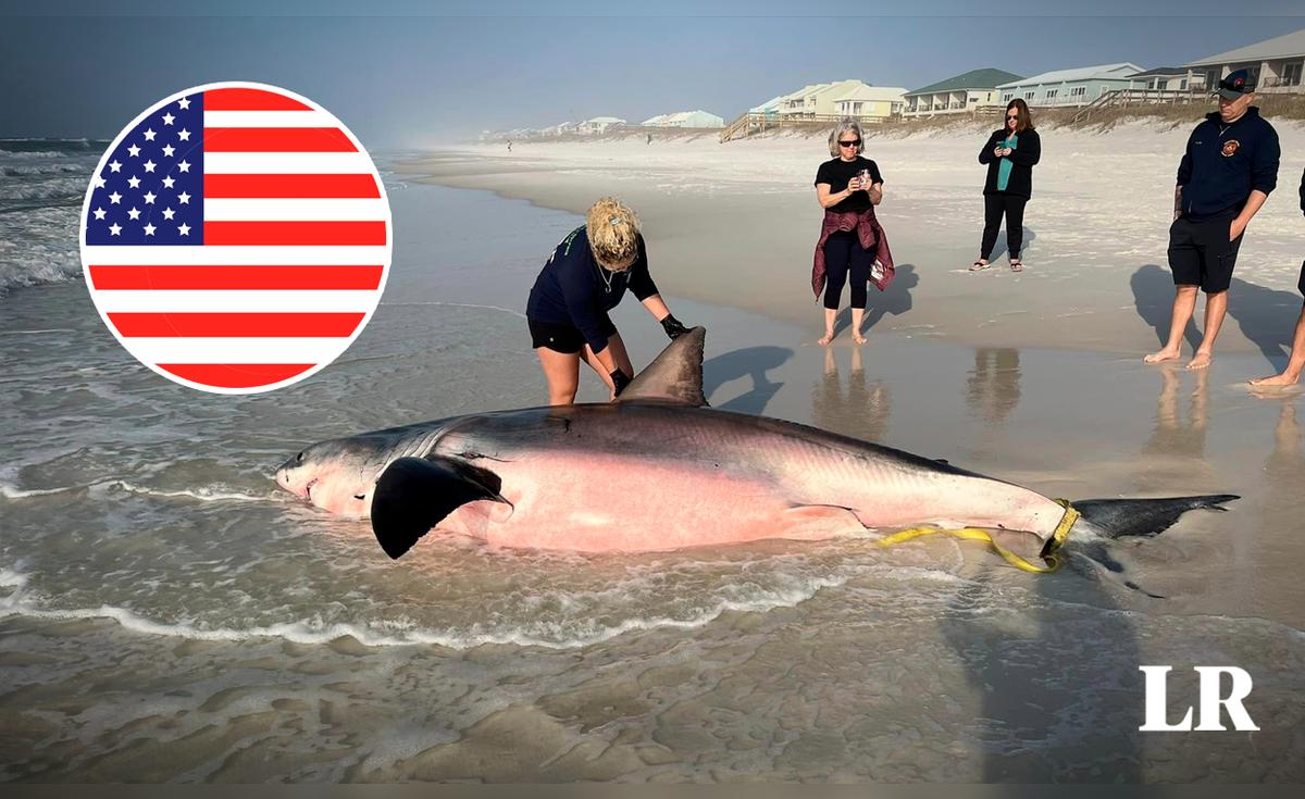 Florida Estados Unidos | Tiburón blanco de 700 kg es hallado muerto en ...