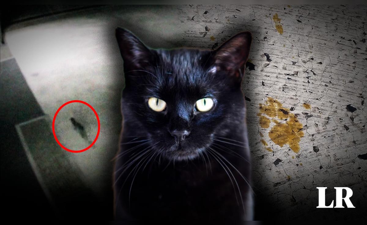 Fukuyama | Ciudad de Japón en alerta por gato que cayó en una tina de ...