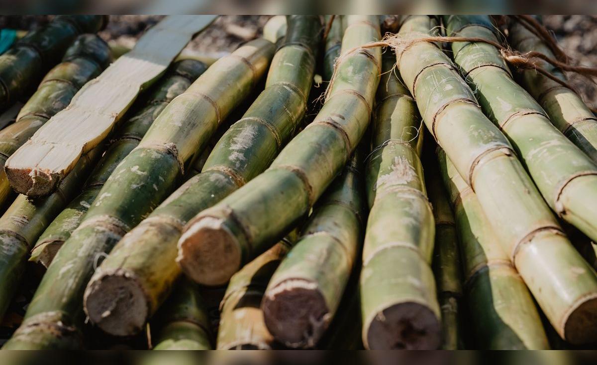 Producción de caña para la industria azucarera en el Perú superó las 10 ...
