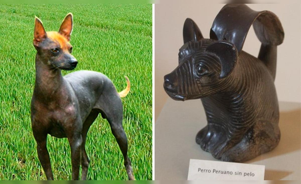 Conoce la historia de Viringo, más conocido como ‘perro peruano ...
