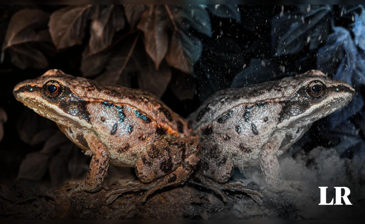 Descubren en Alaska el sorprendente secreto de las ranas que sobreviven ...