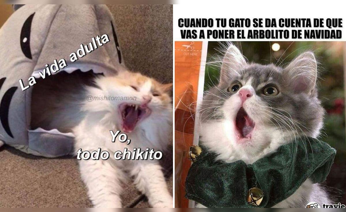 ¡Gatitos virales! Los mejores memes del Día Internacional del Gato que ...