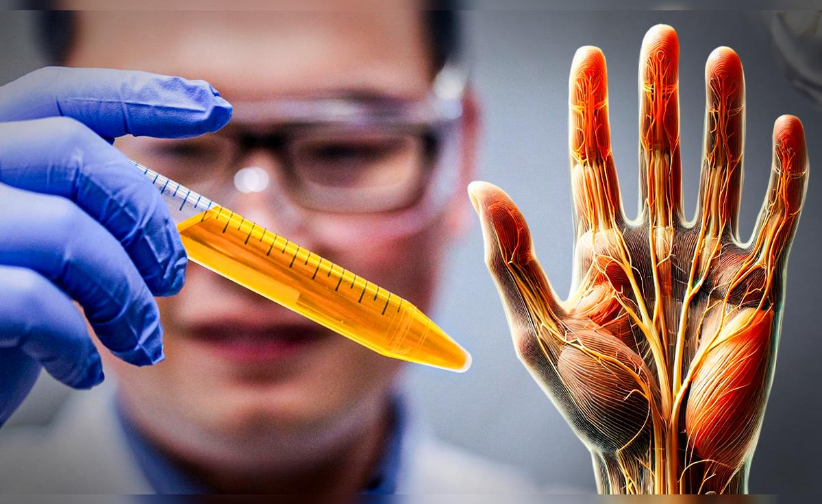 Descubrimiento | Científicos crean pomada que vuelve la piel invisible ...