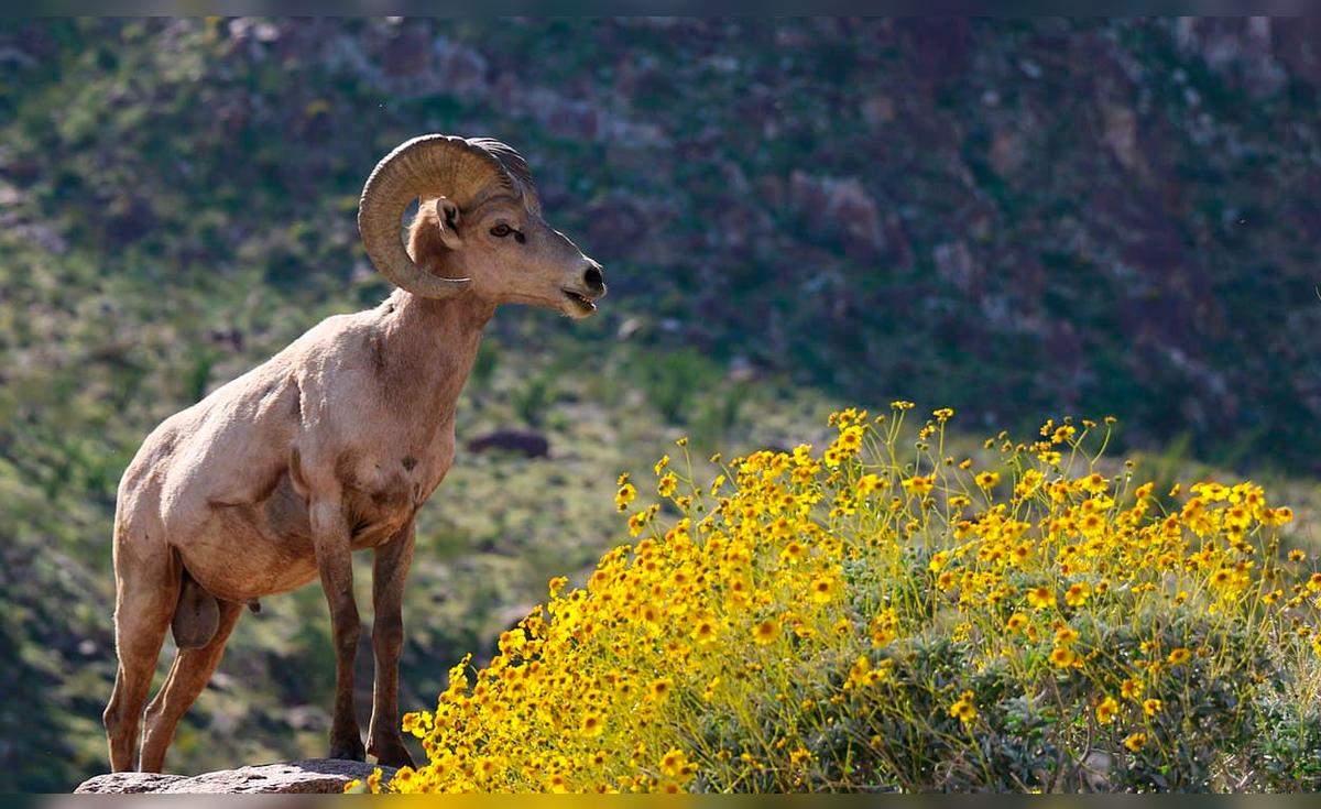 El parque de California en medio del desierto al que puedes ir gratis y ...