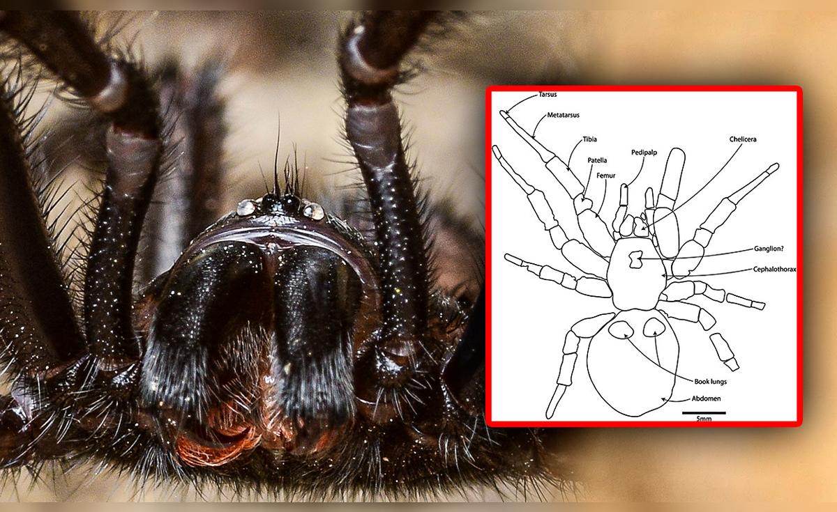 Araña trampera "gigante" es encontrada en Australia y se vuelve la más ...