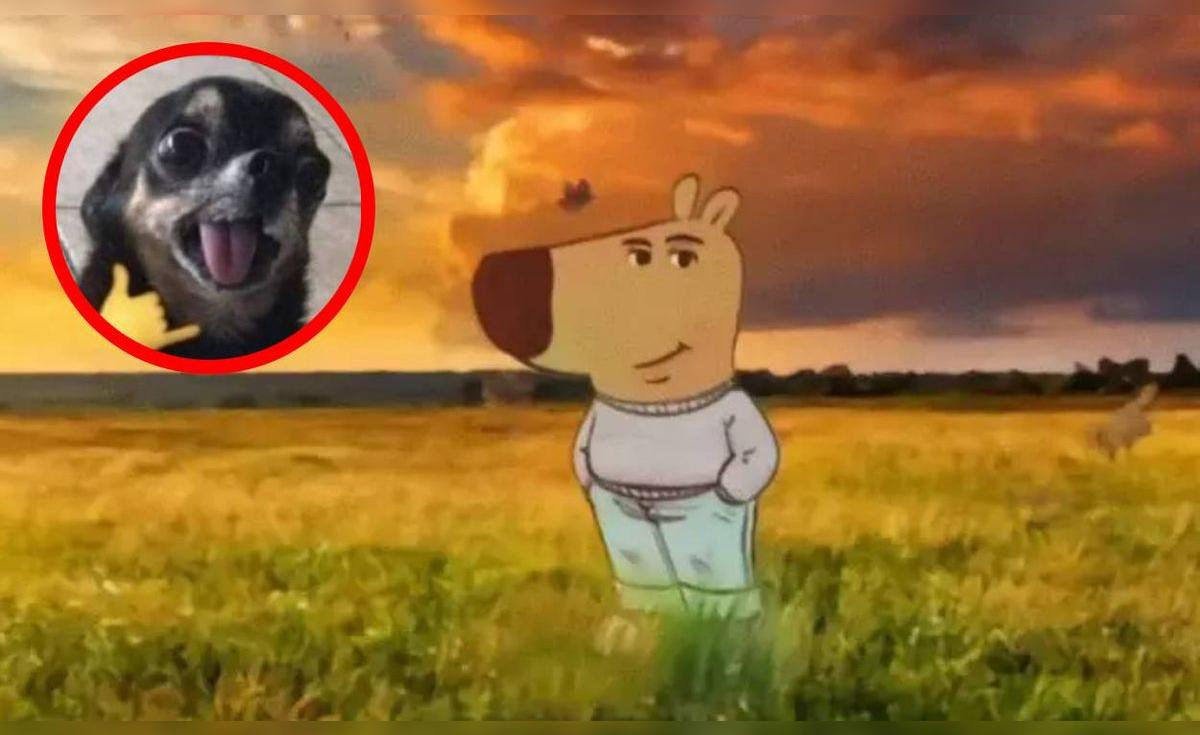 Este es el singular significado detrás del “perro chill”, el nuevo meme ...