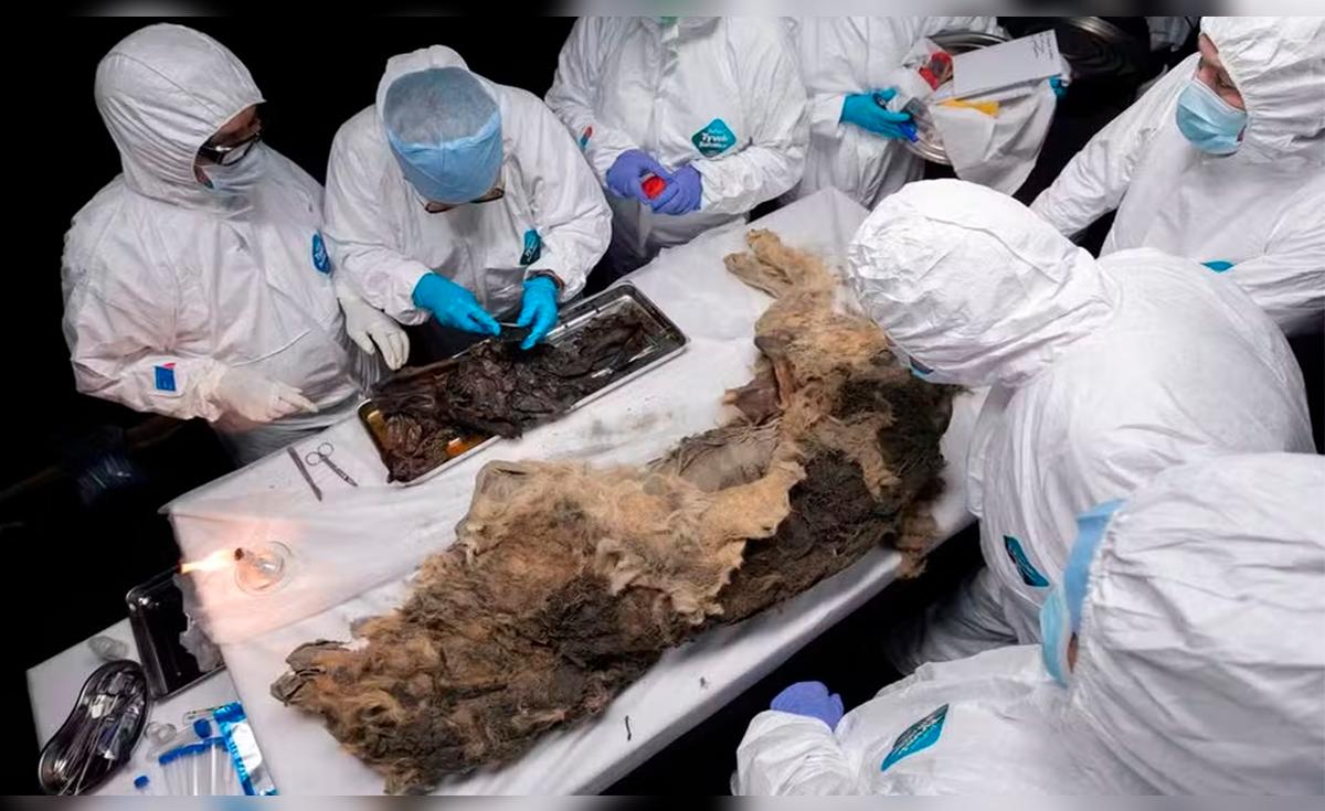 Un animal congelado hace más de 44.000 años fue hallado vivo y en ...