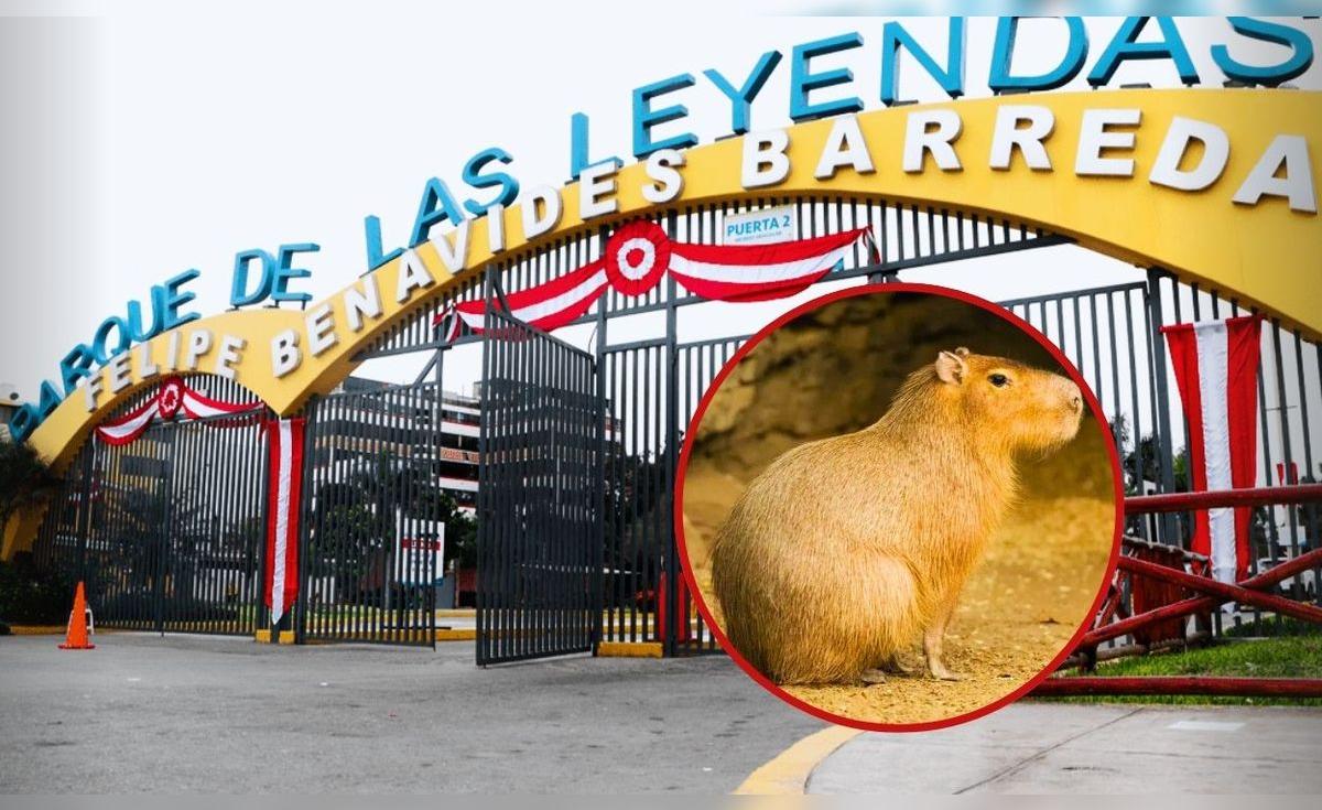 Parque Leyendas lanza el 'Capibara Fest': usuarios podrán interactuar ...