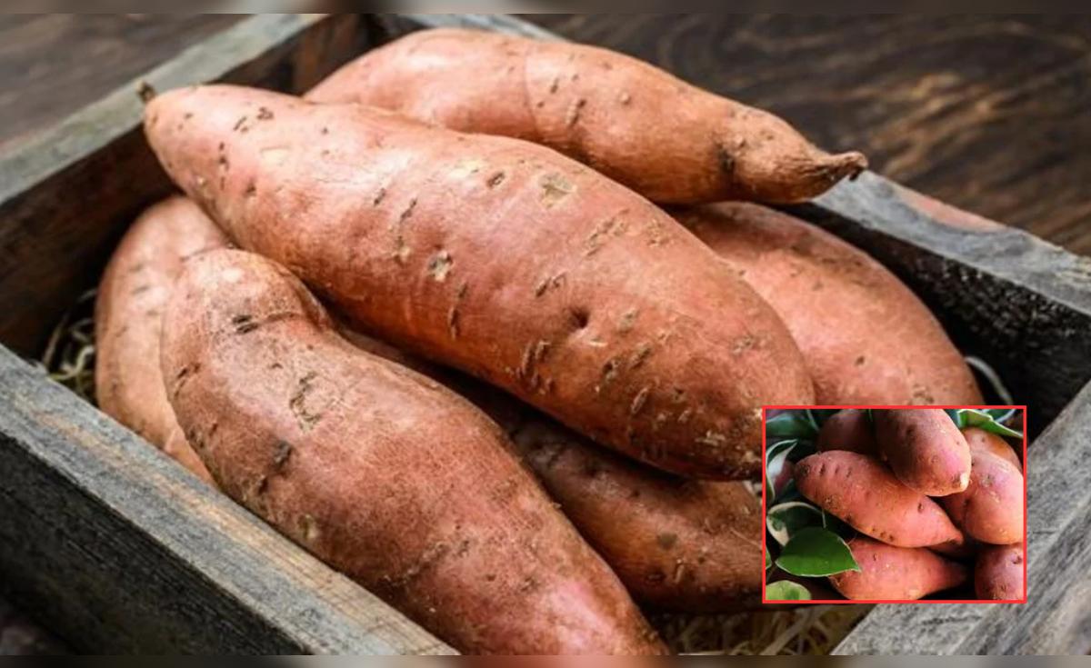 Descubre el tubérculo que fortalece la memoria, protege el cerebro y ...