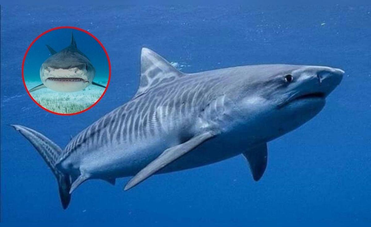 Murió Benito, el tiburón tigre de 13 años que fue uno de los grandes ...