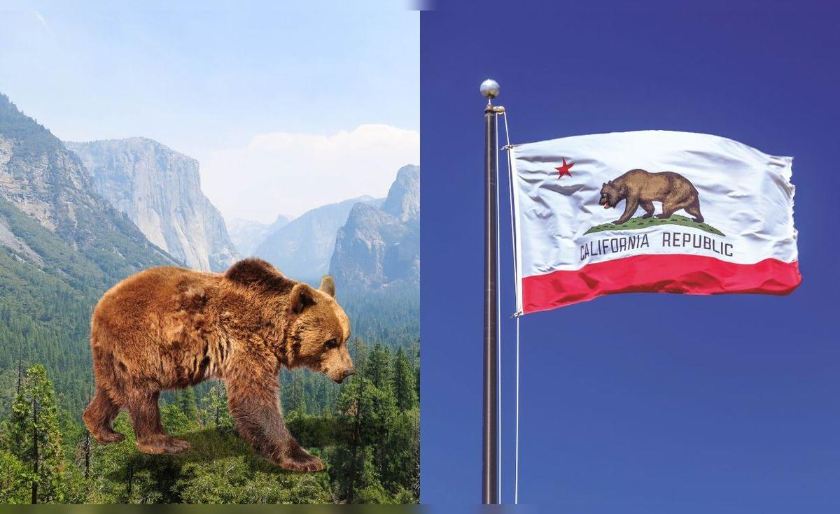¿Por qué hay un oso en la bandera de California? Descubre la historia ...