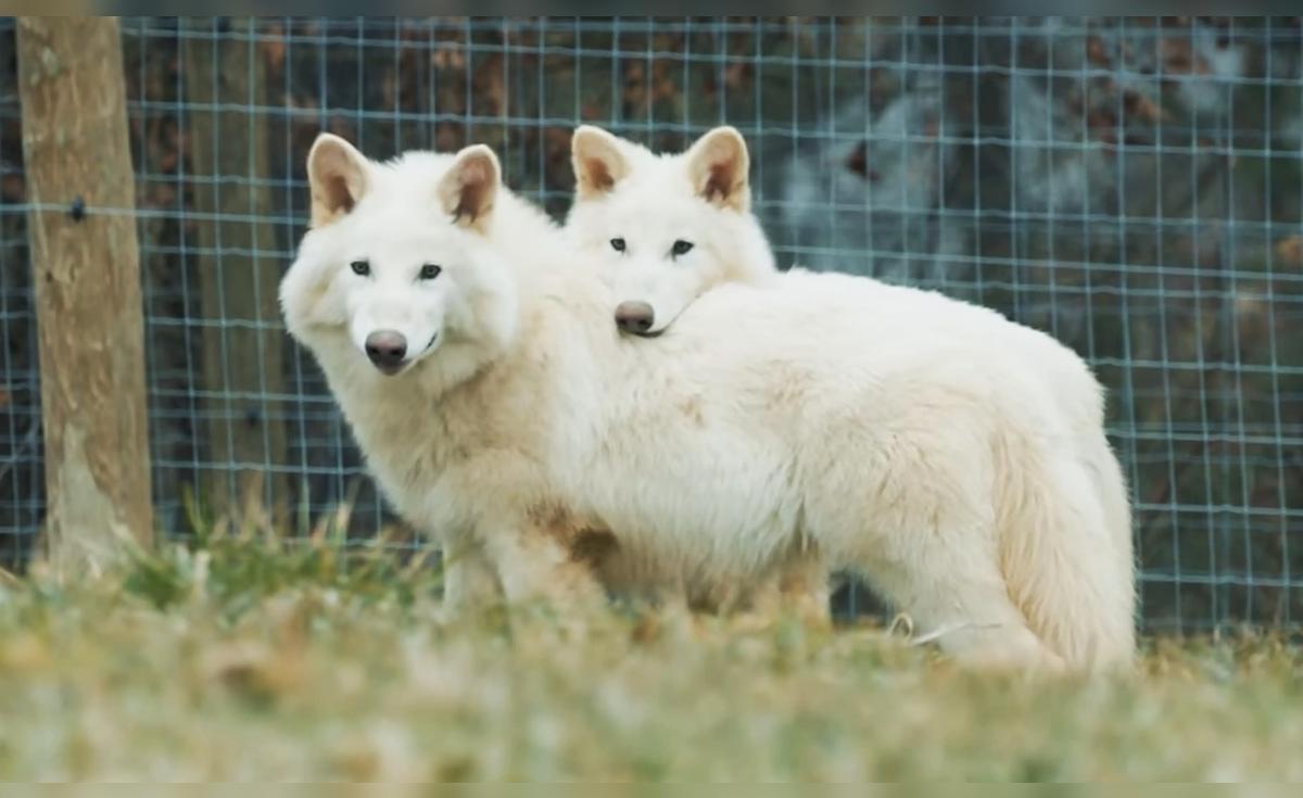 Los lobos creados por Colossal Biosciences no son lobos gigantes y no ...