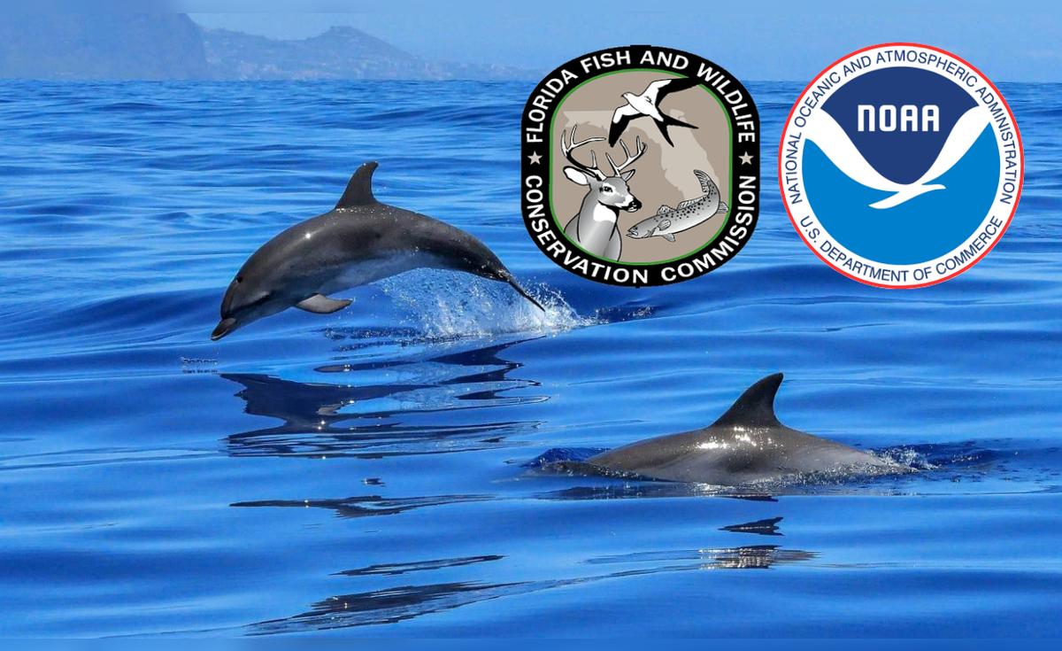 Pescador de Florida es condenado a prisión y una multa de US$51.000 por ...