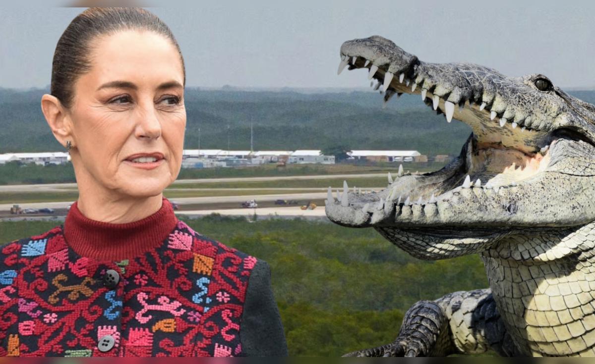 Claudia Sheinbaum muestra su rechazo al 'Alligator Alcatraz' de Estados Unidos: "No estamos de ...