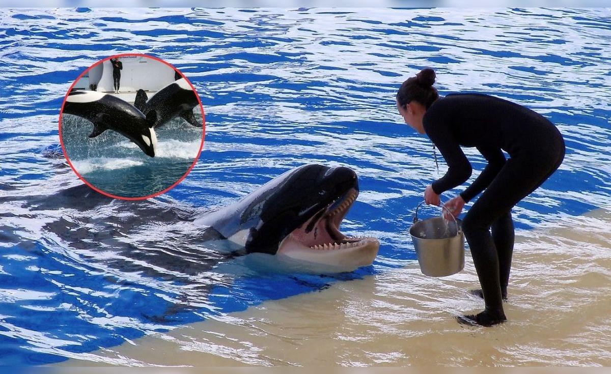 ¿Por qué las orcas ofrecen alimentos a los humanos como si fueran de su ...