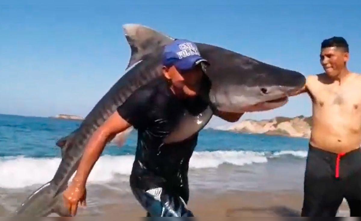 TikTok viral: Hombre sale del mar cargando un enorme tiburón sobre sus ...