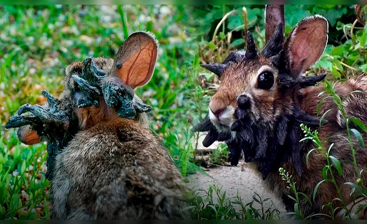 Conejos salvajes con extraños tentáculos y cuernos en sus cabezas son ...