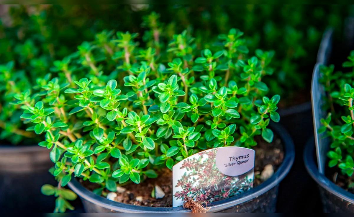 La planta aromática que es la más efectiva contra la gripe y el dolor ...