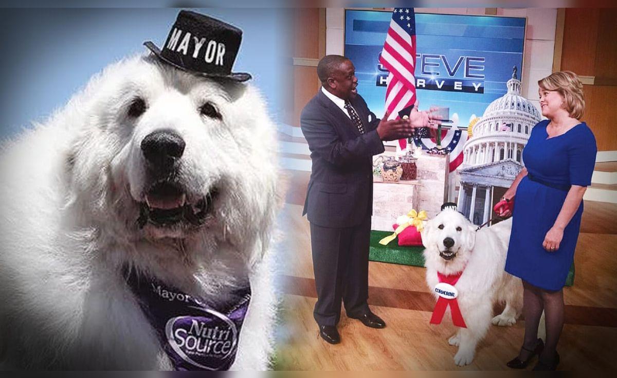 Esta es la historia de Duke, el perro que fue elegido 'alcalde' 4 veces ...