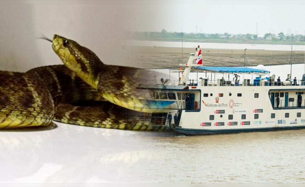 Menor es atacada por serpiente venenosa y logra sobrevivir a letal mordedura en comunidad de ...