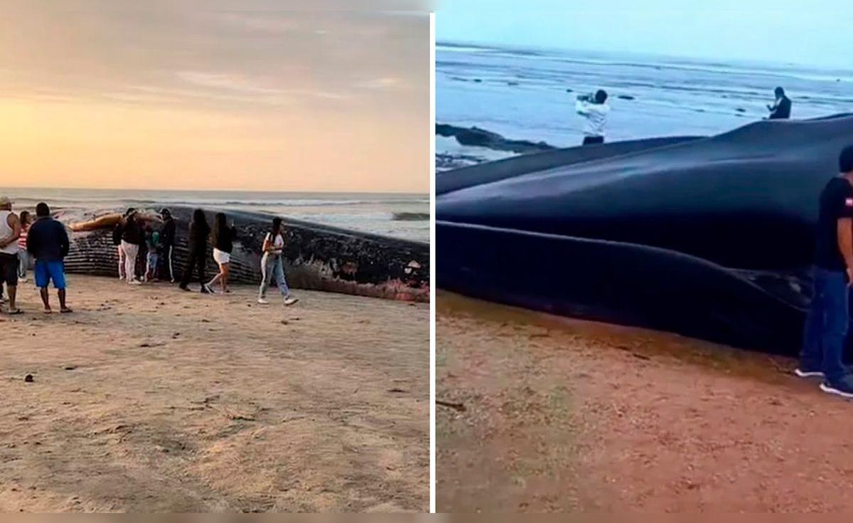 Inmenso cadáver de una ballena azul de 20 metros aparece en balneario ...