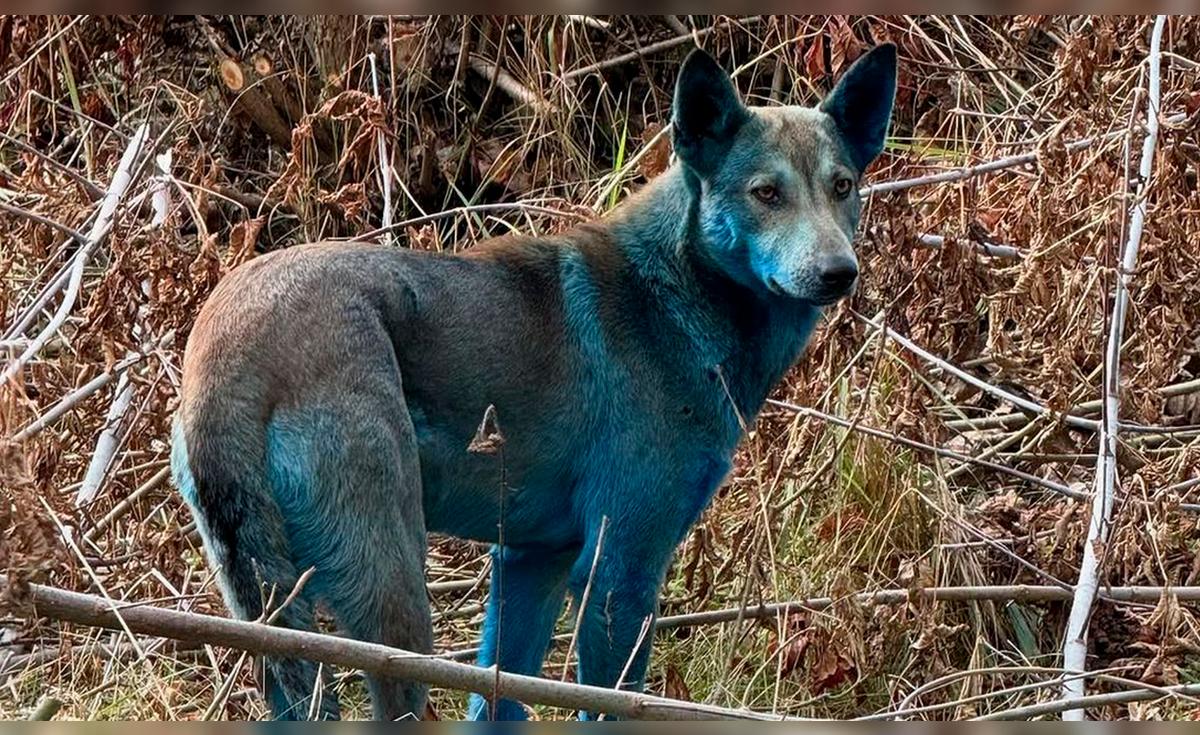 Científicos confirman que sí existen unos perros azules en Chernóbil ...
