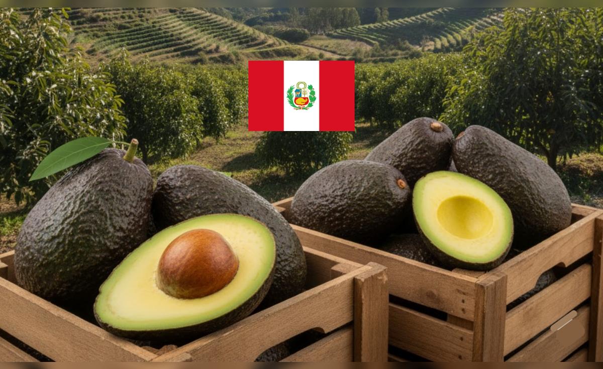La fruta peruana más exportada en el mundo: ventas superan los US$1.400 ...