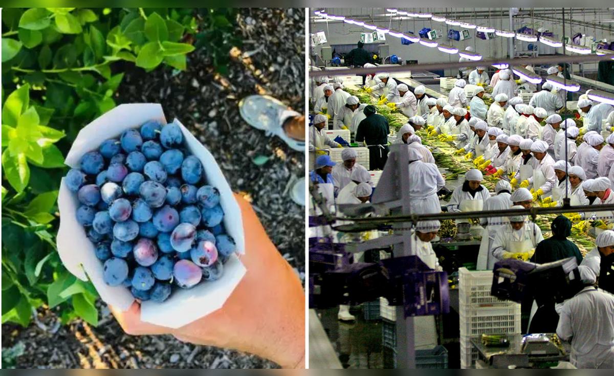 Perú se afirma como potencia agroexportadora mundial y podría superar a ...