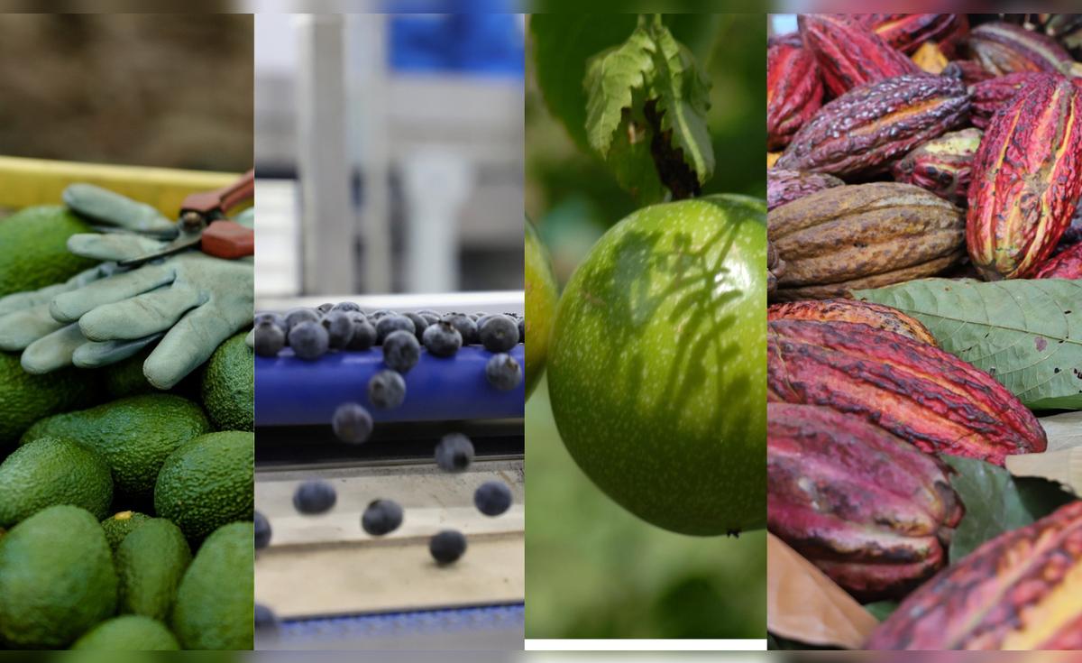 Agroexportaciones peruanas crecen 20,4% entre enero y octubre de 2025 ...