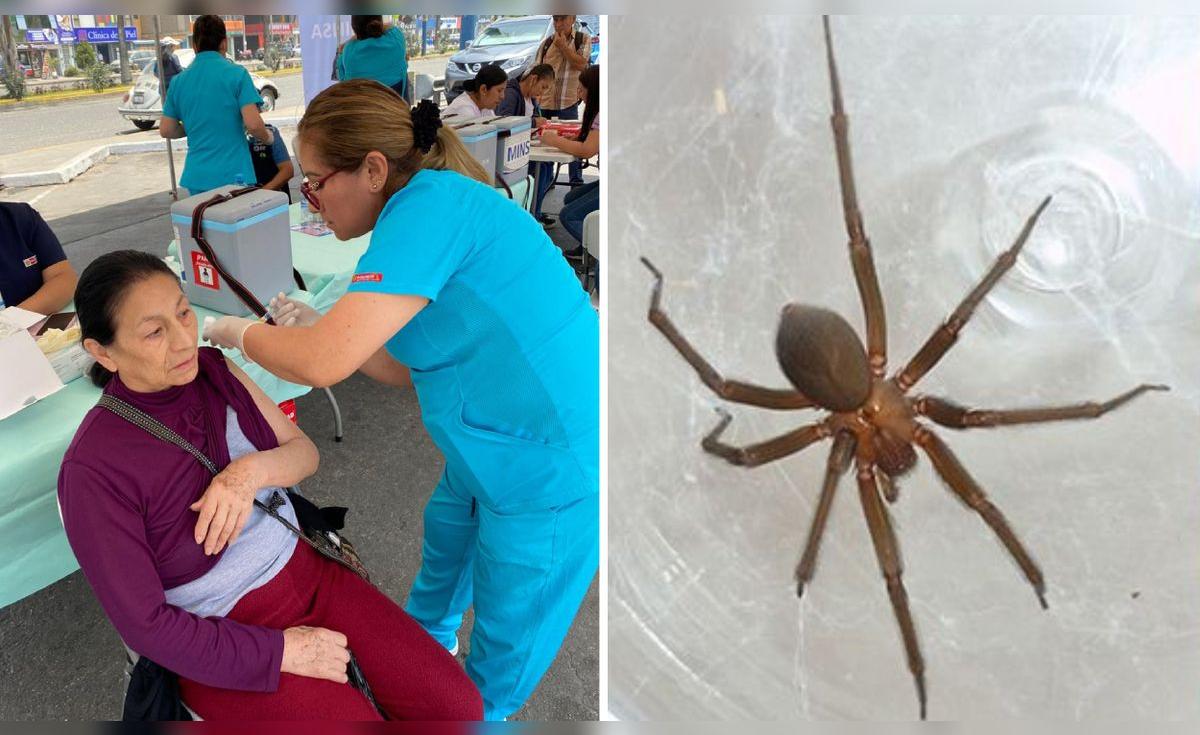 Alerta del Minsa por picadura de araña doméstica en Perú: síntomas ...
