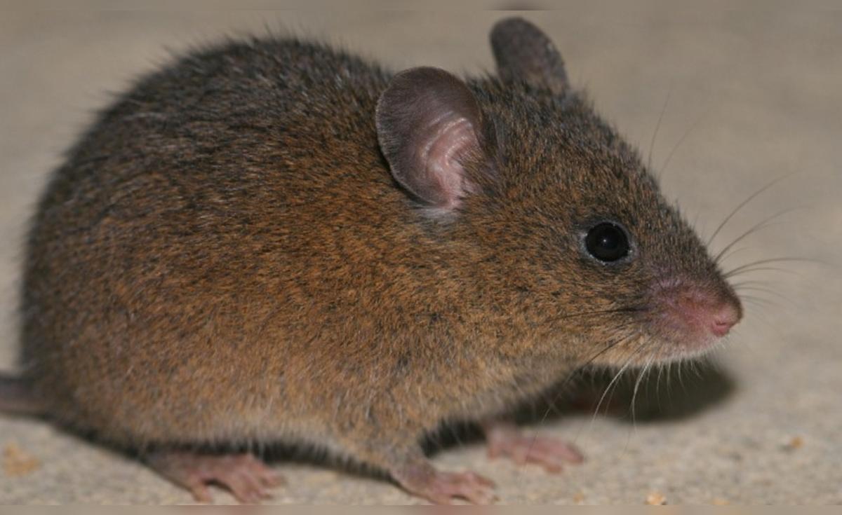 Hallazgo científico sin precedentes en Perú: confirman nueva especie de ...