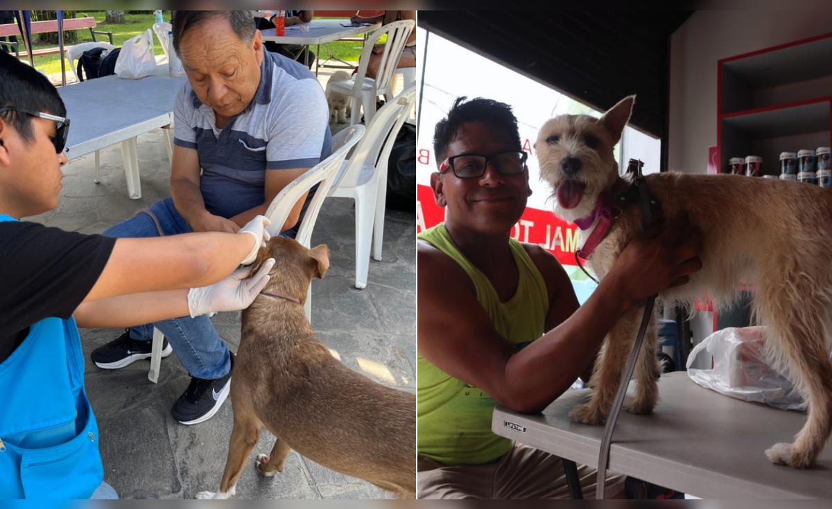 Este distrito de Lima Metropolitana realizará una campaña veterinaria ...
