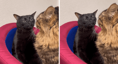 Día del Gato: ¿cuál es el origen de la fecha y por qué se celebra hoy 8 ...