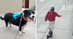 Limón | ¿Es verdad que colocar un collar de limones a tu perro le ...