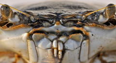 ¿Qué es un capibara o ronsoco? Conoce dónde vive, cuál es su nombre ...