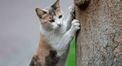 ¿Qué es un capibara o ronsoco? Conoce dónde vive, cuál es su nombre ...