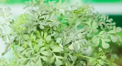 10 beneficios de las pasas: ¿para qué sirven y cómo se comen? | Datos ...