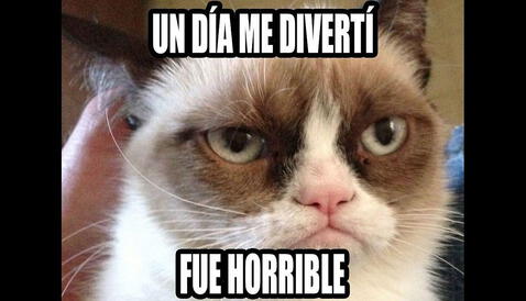 Meme del gato ‘me dijiste que tenías’ y otros animales que se volvieron ...