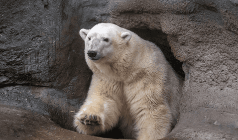 Rusia: ¿por qué el oso es el símbolo del país que gobierna Vladimir ...