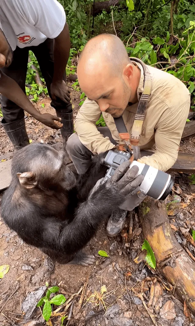 [VIDEO] El conmovedor momento donde un chimpancé pide las manos a un ...