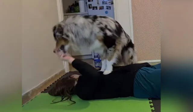 YouTube viral: perro tiene sorprendente reacción al creer que su dueña ...