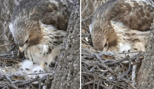 Facebook viral: conmovedor momento en que halcón protege a sus bebés de ...