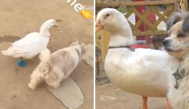 TikTok viral: La historia de Sechim, el pato que sigue a todos lados a ...