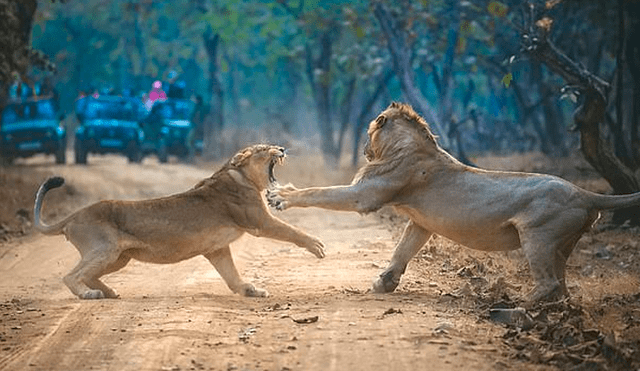 YouTube viral: Captan a feroz leona peleando contra un león antes de ...