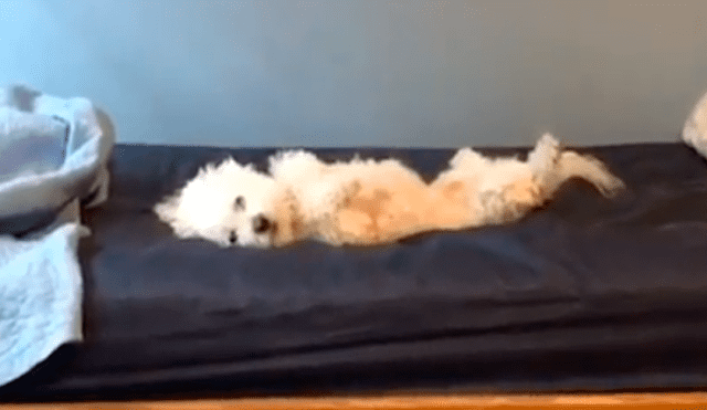YouTube viral: perro se entera que su pareja no está preñada y tiene ...