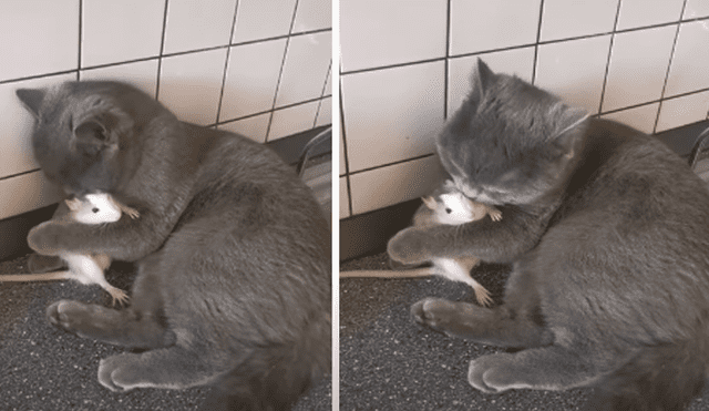 YouTube viral: gata olvida sus peleas con una rata y lo ‘cuida’ como si ...