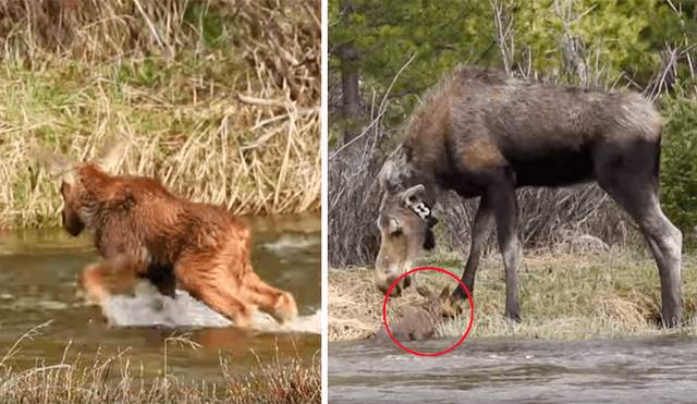YouTube viral: alce bebé intenta cruzar río, pero su pata se atasca y ...
