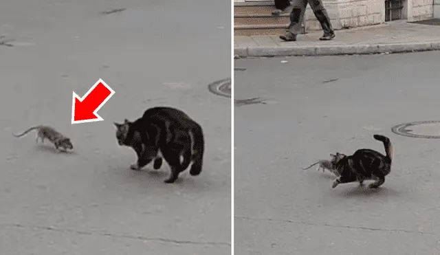 Facebook viral: fiera rata se enfrenta a un hambriento gato que quería ...