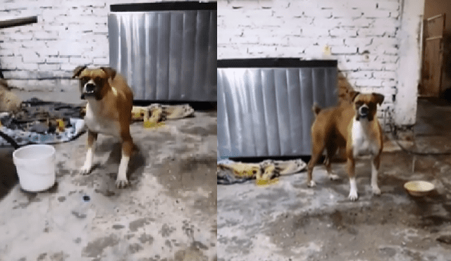 YouTube viral: perro ‘bailarín’ desata furor en redes al bailar Safaera ...